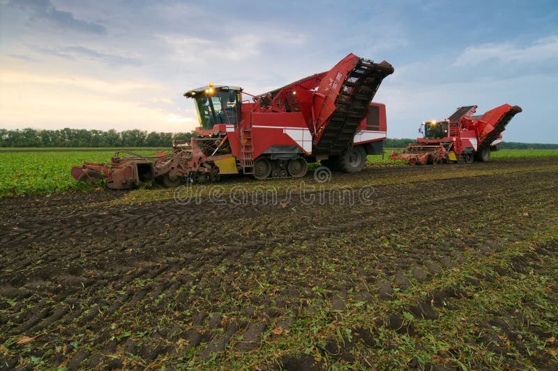 Two Large Red Combine Harvesters Harvest of Sugar Stock Photo - Image ...