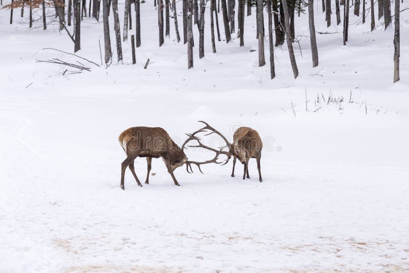 Two Large Red Deer in a Fight Stock Photo - Image of north, insect ...