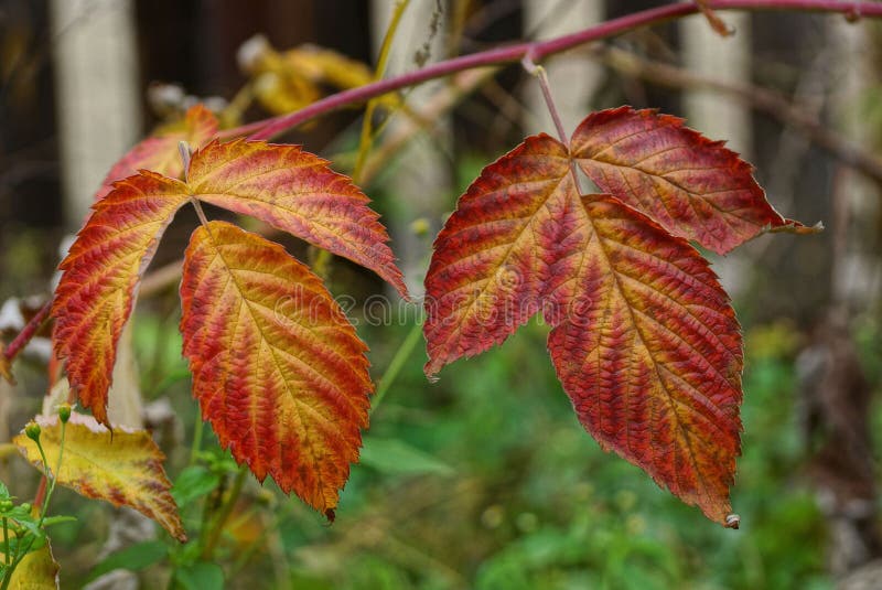 Two Large Red Leaf on a Raspberry Branch Stock Image - Image of beauty ...