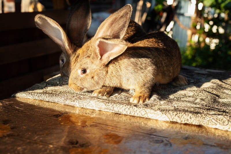 Two Large Red Rabbits Sit on the Table. they are Frightened Stock Photo ...