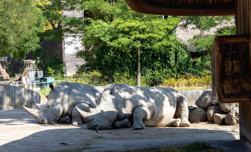 Two Large Rhinoceroses Lie in the Shade Under a Tree Stock Image ...