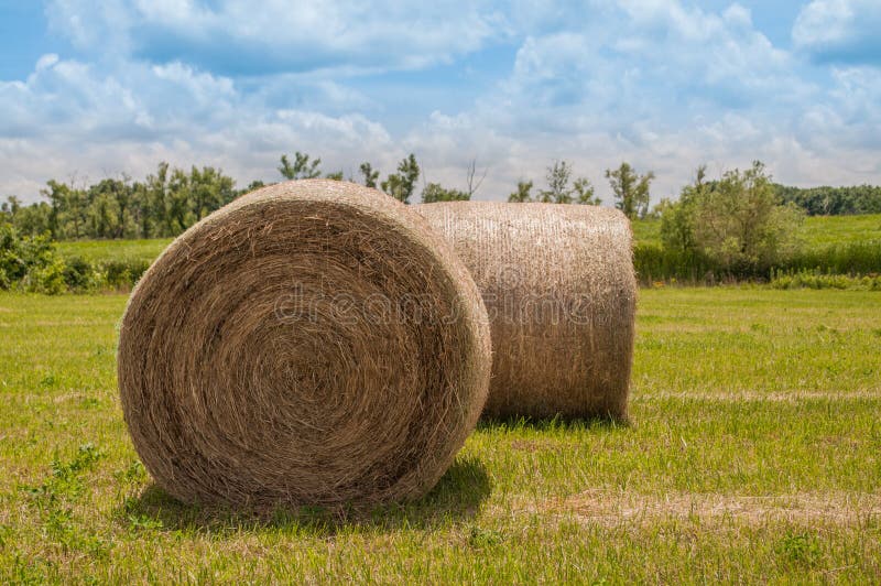 Two Large Round Grass Hay Bales Stock Photo - Image of nutrition, feed ...