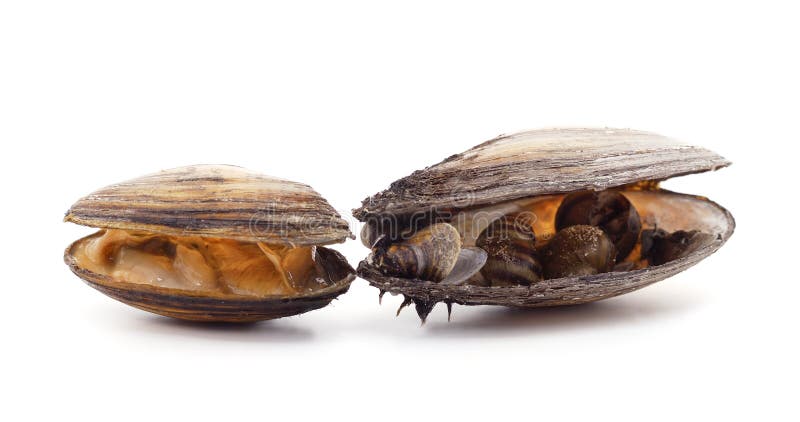 Large Shells on the Dock in Front of the Beach Stock Photo - Image of ...
