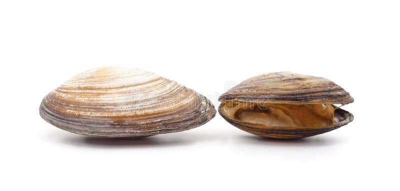 Large Shells on the Dock in Front of the Beach Stock Photo - Image of ...