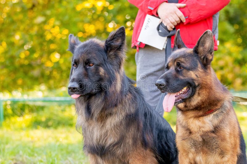 Two Large Shepherd Dogs Near Their Owner on a Leash Stock Photo - Image ...