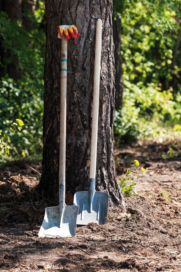 Two Large Shovels Stand by the Tree Stock Photo - Image of earth, farm ...