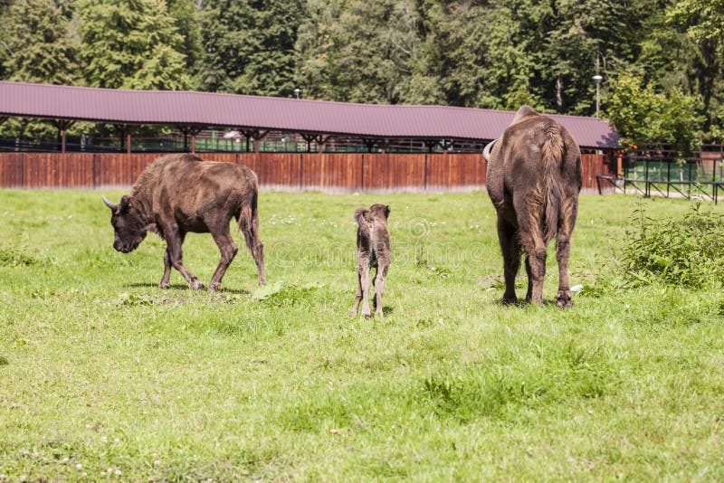 Two Large and Small Bison, Bialowieza National Park Stock Image - Image ...