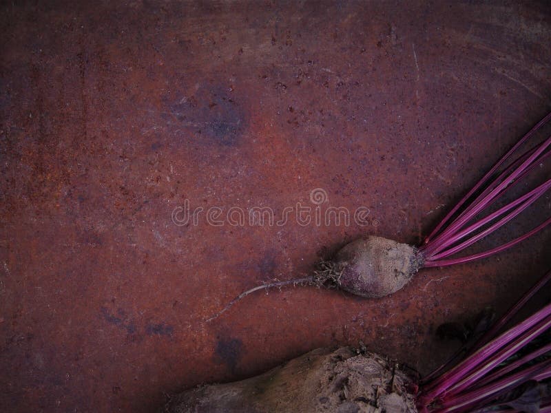 Beets red big and small stock image. Image of healthy - 160960053