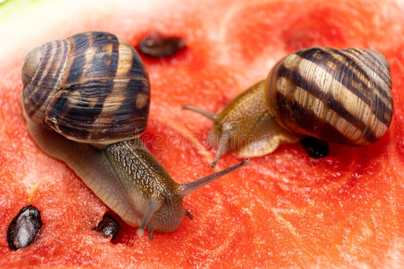 Two Large Snails Sit on a Watermelon and Eat it. Feeding Snails. Stock ...