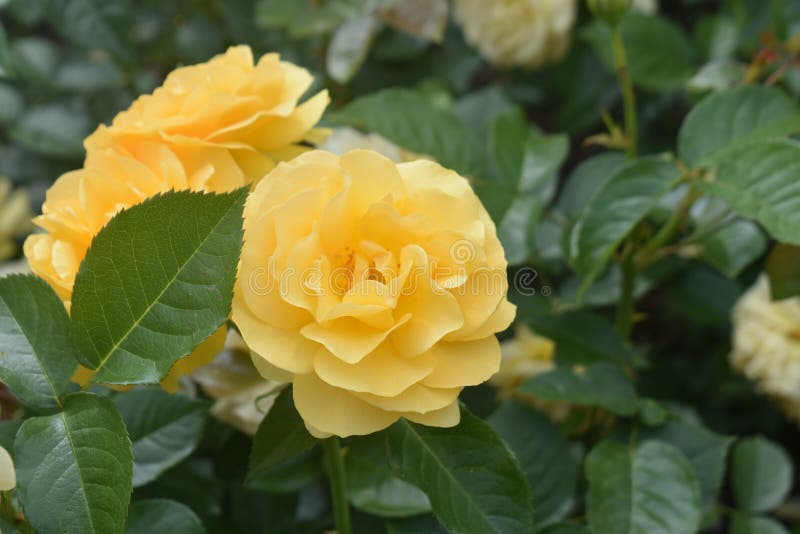 Two Large Solid Yellow Roses -03 Stock Photo - Image of beautiful ...