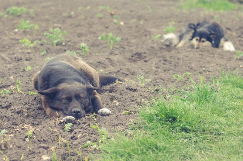 Two Large Stray Dogs Lie on the Ground Stock Photo - Image of pack ...