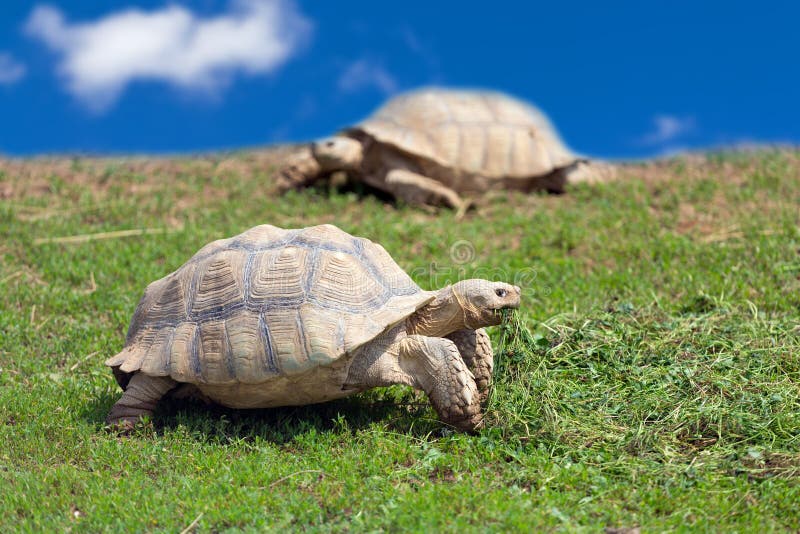 Two large tortoises stock photo. Image of turtle, shell - 38662832