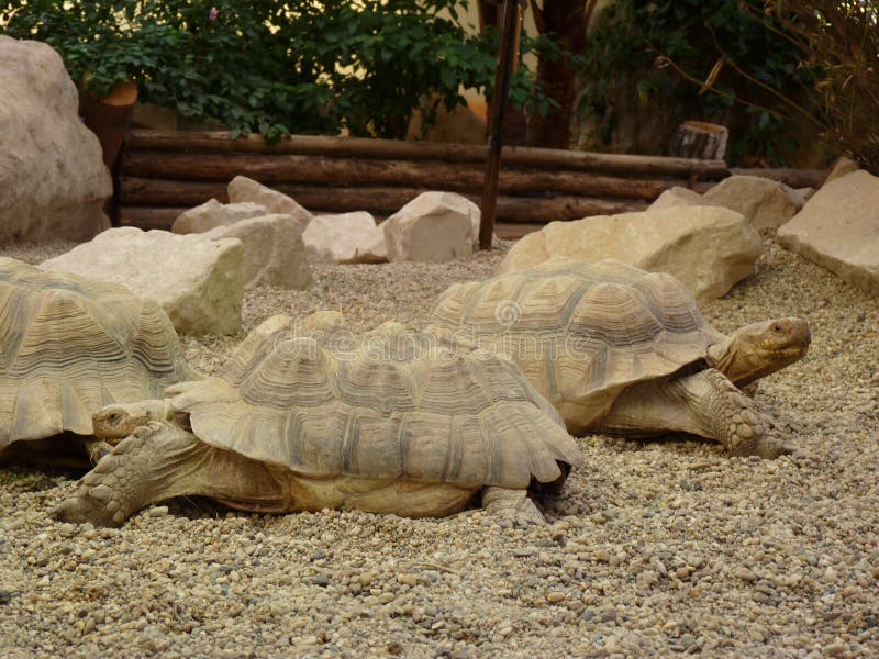 Two large tortoises stock image. Image of pattern, large - 84506529