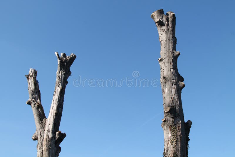 Two Large Tree Trunks. stock photo. Image of rural, country - 145649892