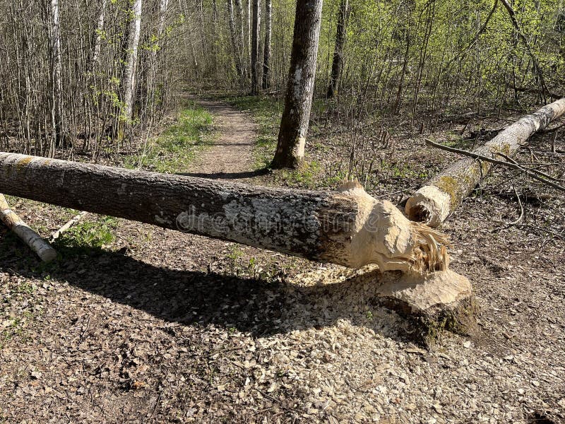 A Two Large Tree Trunks Gnawed by Beavers in the Forest. Stock Image ...