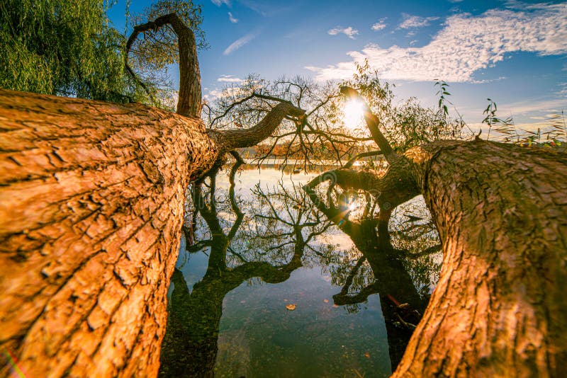 Twin Fallen Trees Across Reflective Lake in Golden Evening Light Stock ...