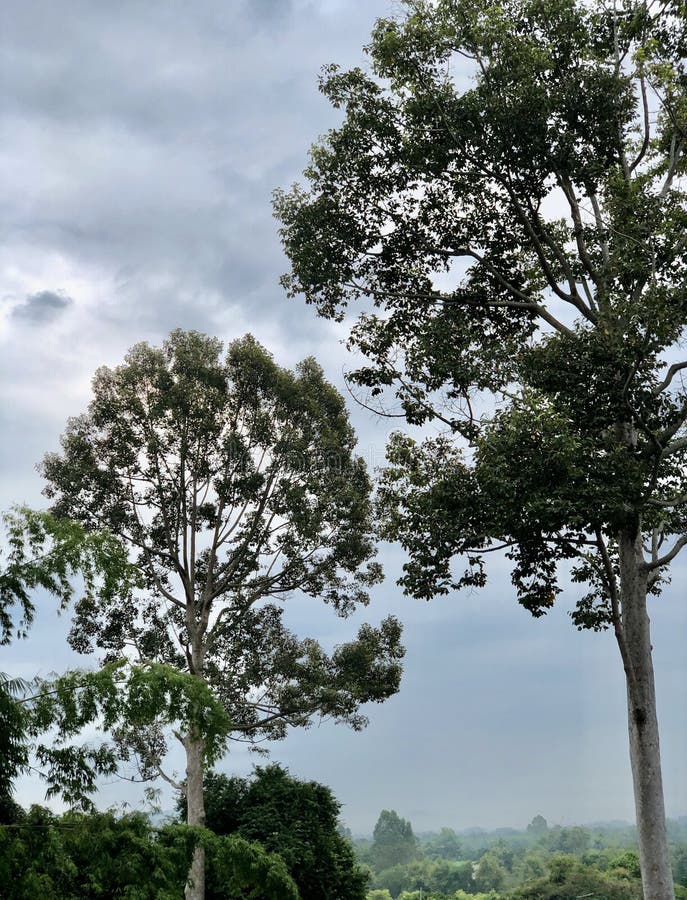 Two Large Trees Live on the Mountains. Stock Photo - Image of live ...