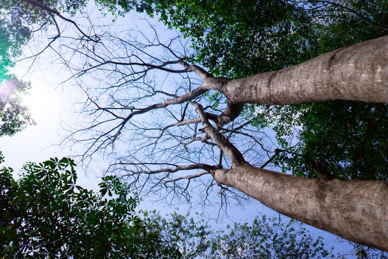 125 Two Trees Growing Together Stock Photos - Free & Royalty-Free Stock ...