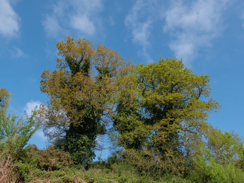 The two large trees. stock image. Image of meadow, green - 246575743