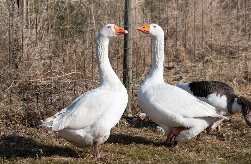 Two Large White Geese Face Each Other in an Enclosure and Look at Each ...