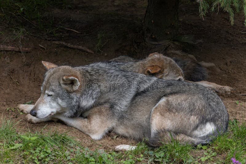 The Two Large Wolfs are Sitting Next To Each Other Stock Photo - Image ...