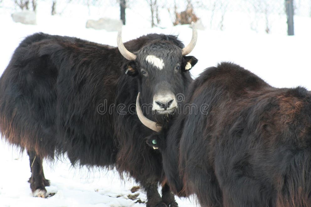 Two Large Yaks facing off stock image. Image of mammal - 5931785