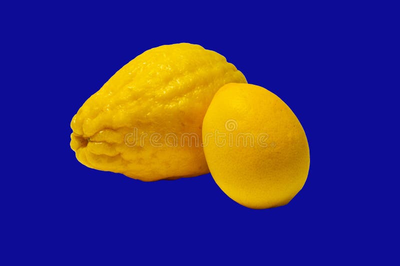 Two Large Yellow Lemons on a Bright Blue Background. Healthy Eating ...