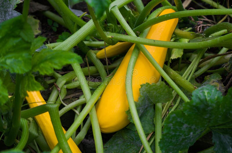 Two Large Yellow Zucchini in the Garden in the Garden. Stock Image ...