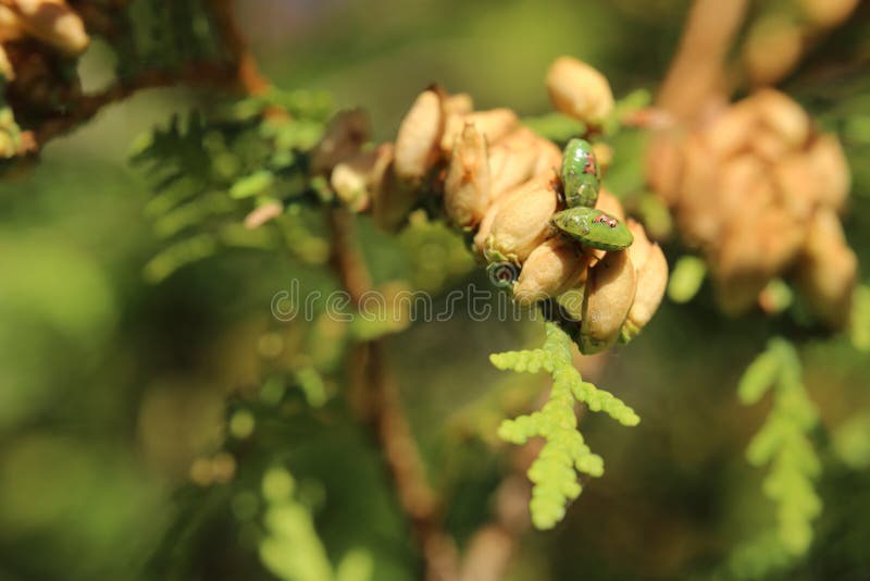 Two Larvae of the Juniper Shield Bug (Cyphostethus Tristriatus) Sitting ...