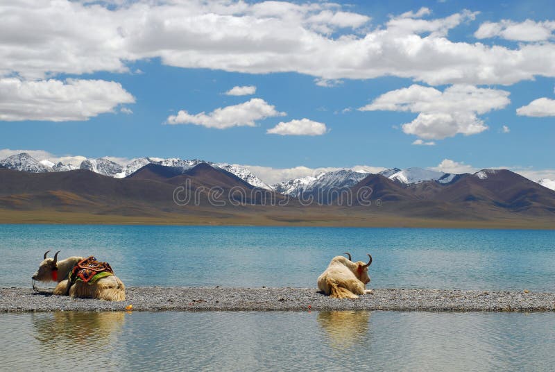 Two lazy white yak stock image. Image of outdoo, lazy - 21493459