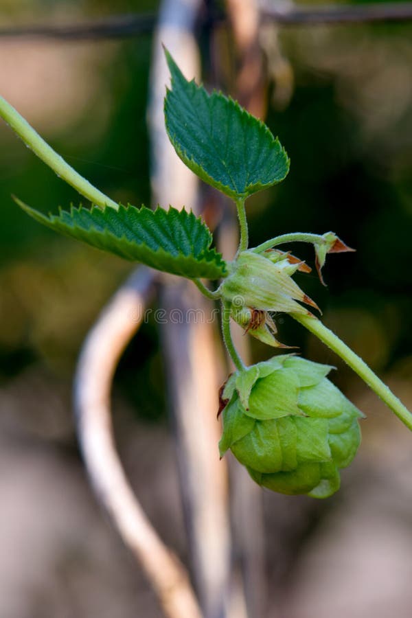 Two Leaf Hops 05 stock image. Image of common, hops - 255314337