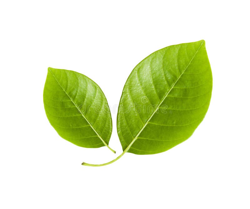 Two leaf 1 stock photo. Image of leaf, technology, leaves - 115751788