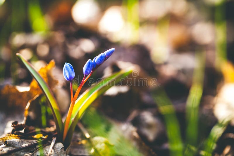 Two-leaf Wild Growing Squill Scilla Bifolia, Macro of Just Bloomed ...