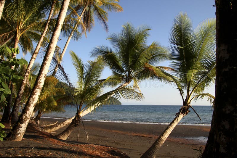 Two leaning Palm Trees stock image. Image of water, palm - 135888997