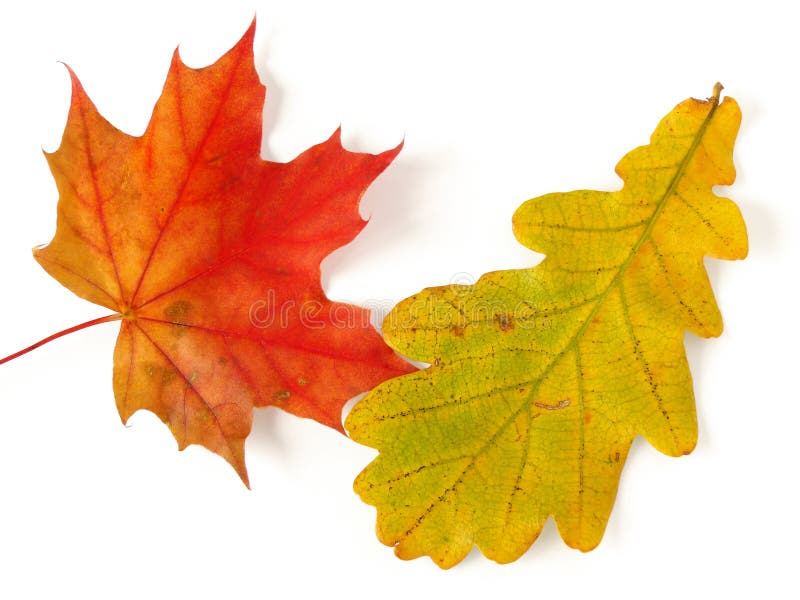 Fall Leaves stock photo. Image of colors, bright, patterns - 3477510