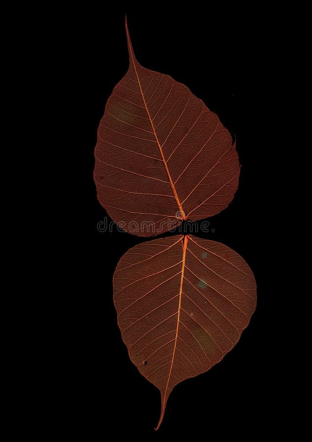 Two Leaves stock photo. Image of shape, veins, leaves - 16202622
