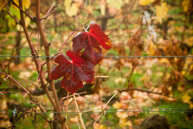 Two leaves stock image. Image of agriculture, harvest - 23903967