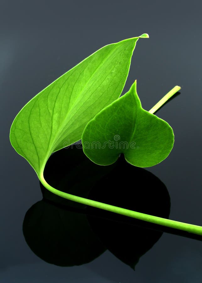 Two Leaves stock photo. Image of plant, stalks, leaves - 2559936