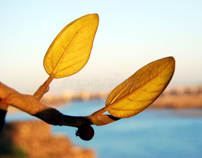 Two Leaves Picture. Image: 4054046