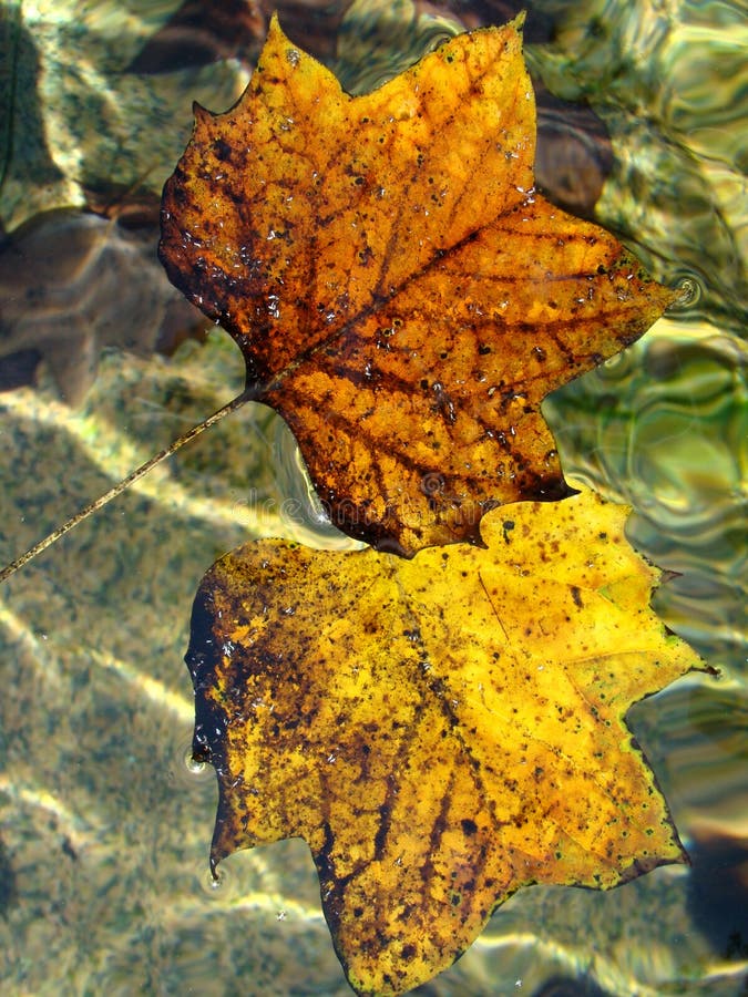 Two Leaves stock photo. Image of together, colorful, river - 5885708