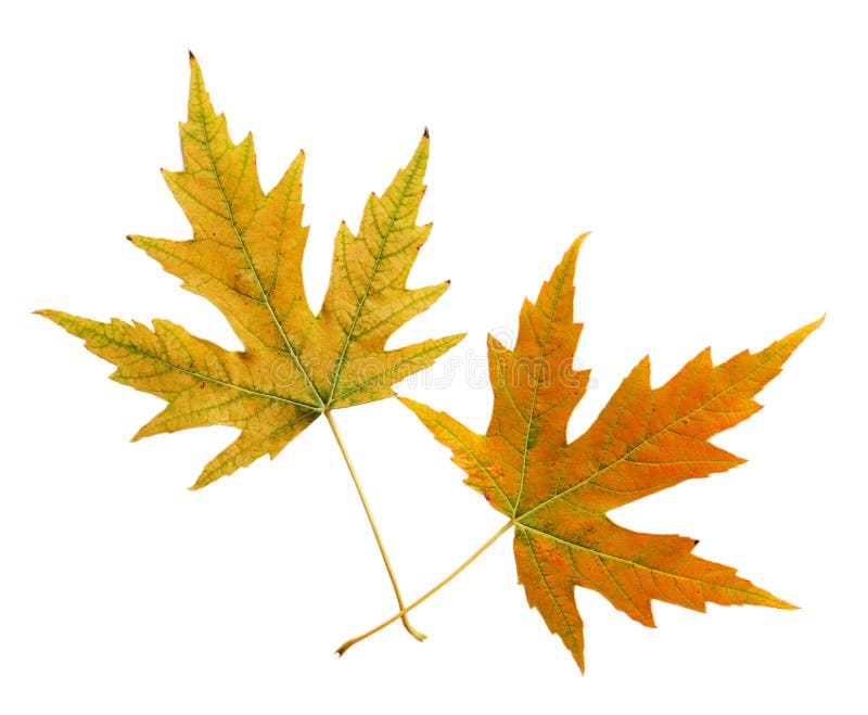 Two Leaves stock photo. Image of amber, maple, leaves - 6556012