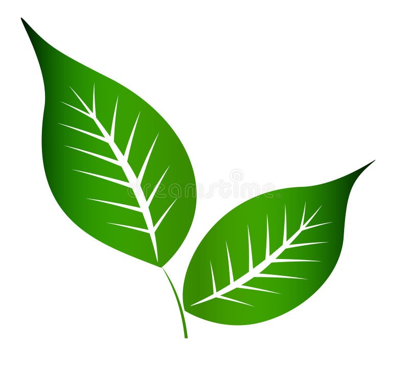 Two Leaves Royalty Free Stock Image - Image: 9946436