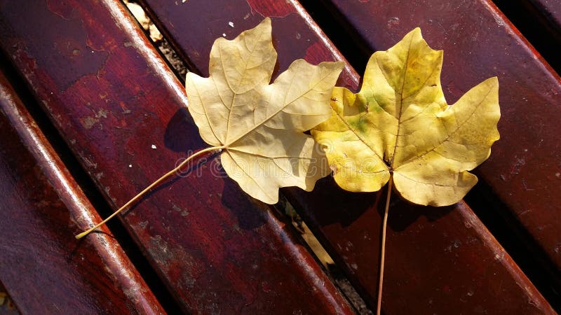 Two leaves stock image. Image of leaves, autumn, season - 80389919