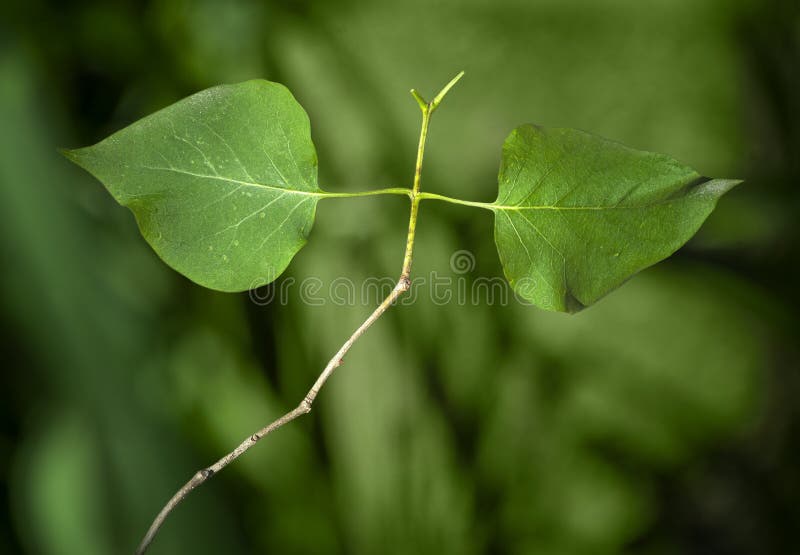Two Leaves on a Branch in Deep Forest Stock Image - Image of close ...