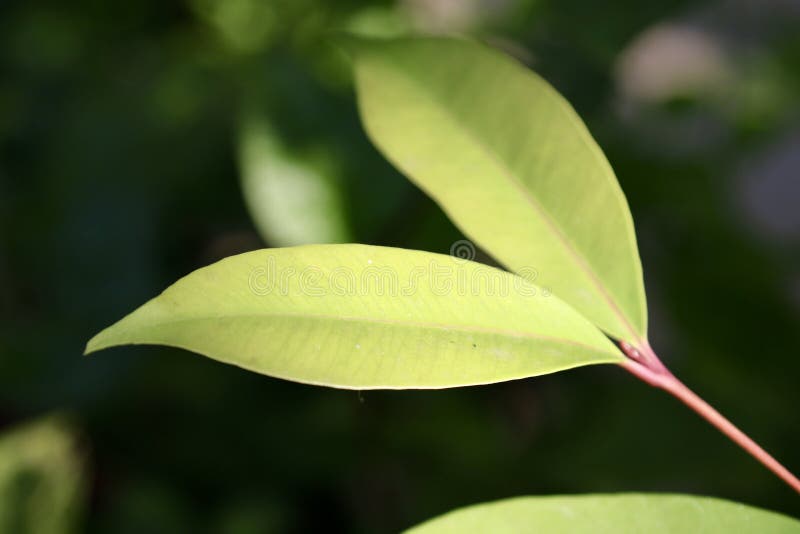 Two Leaves with Dark Background Stock Photo - Image of green ...