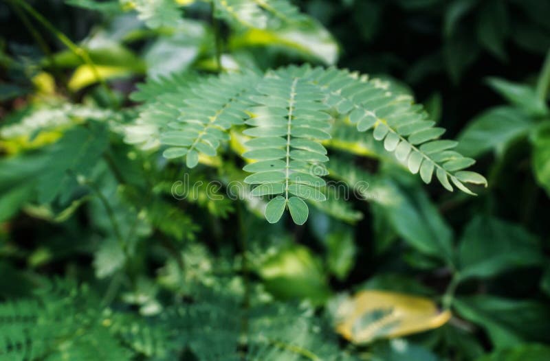 Two Leaves at the End of the Stalk Stock Image - Image of plant ...
