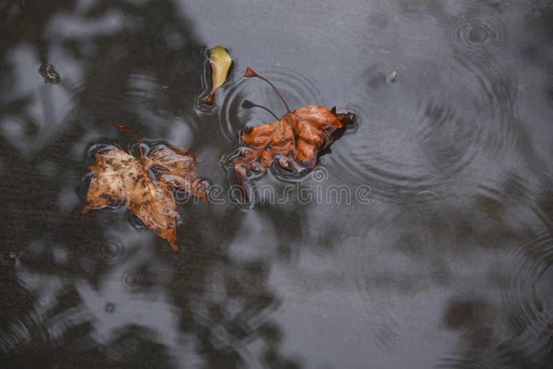 Two Leaves in a Rain Puddle Stock Photo - Image of black, rainwater ...