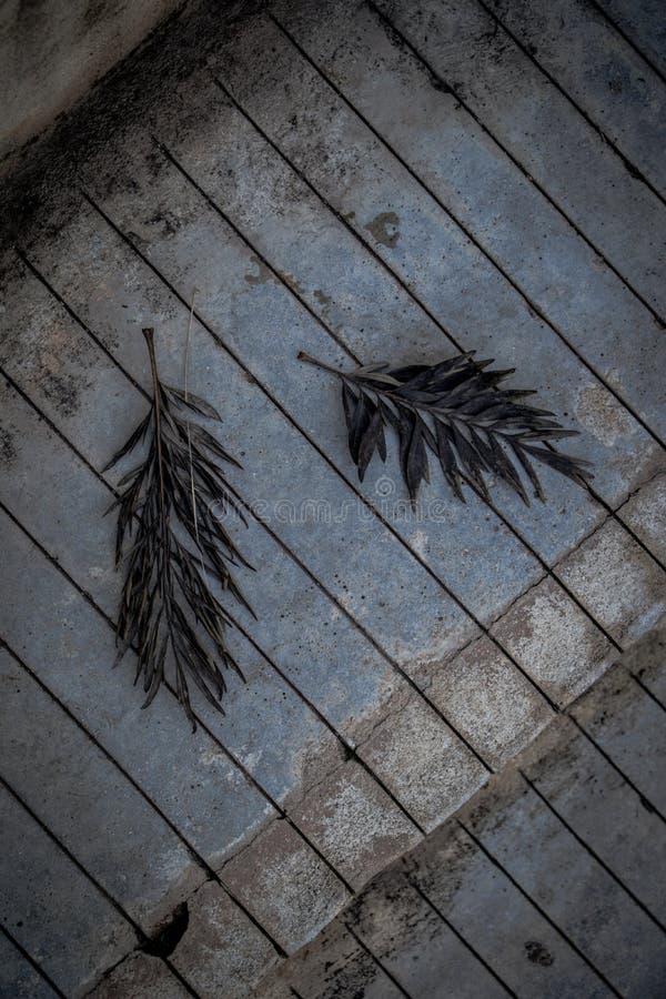 Two Left leaves stock image. Image of tree, leaves, garden - 103645033