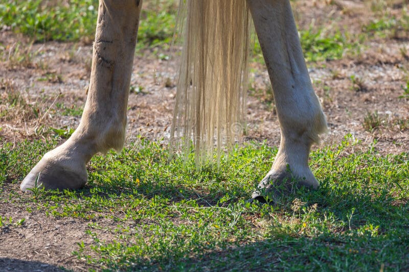 Two Legs of a White Horse. Hooves Stand on the Meadow Stock Photo ...
