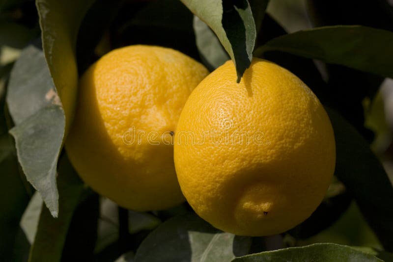 Two lemon stock image. Image of healthy, tree, juice, exotic - 1249311